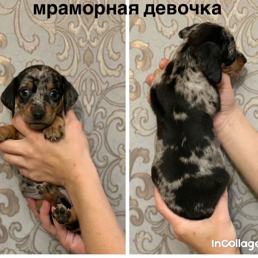 Щенки таксы