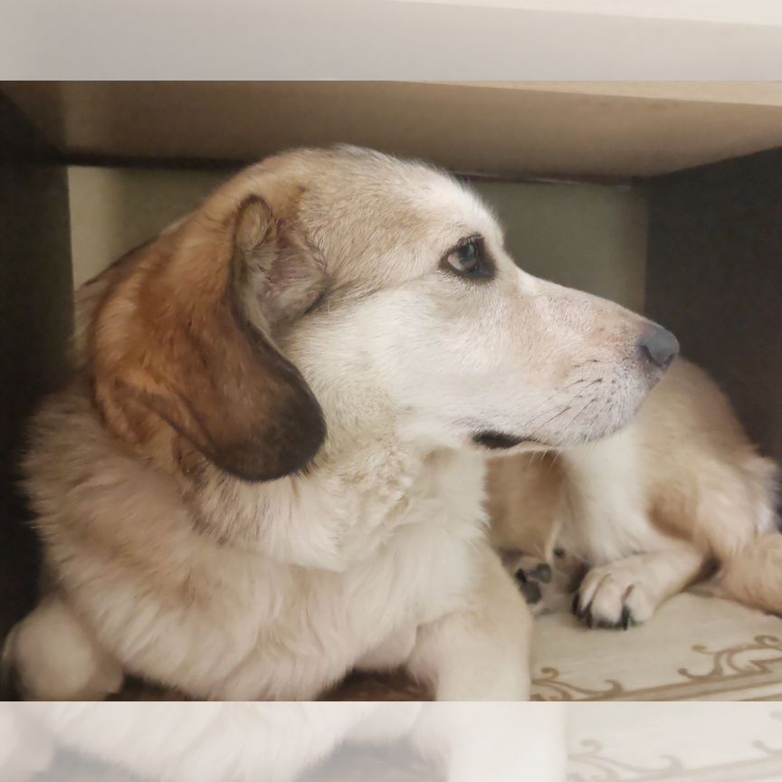 Взрослая собака в добрые руки