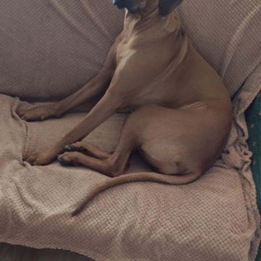 Собака в добрые руки отдам бесплатно