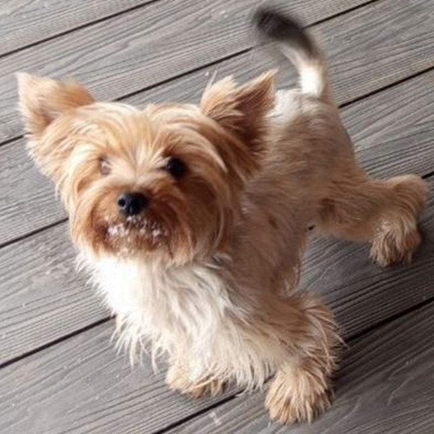 Йоркширский терьер, взрослая собака