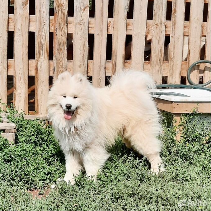 Медвежатки самоеды