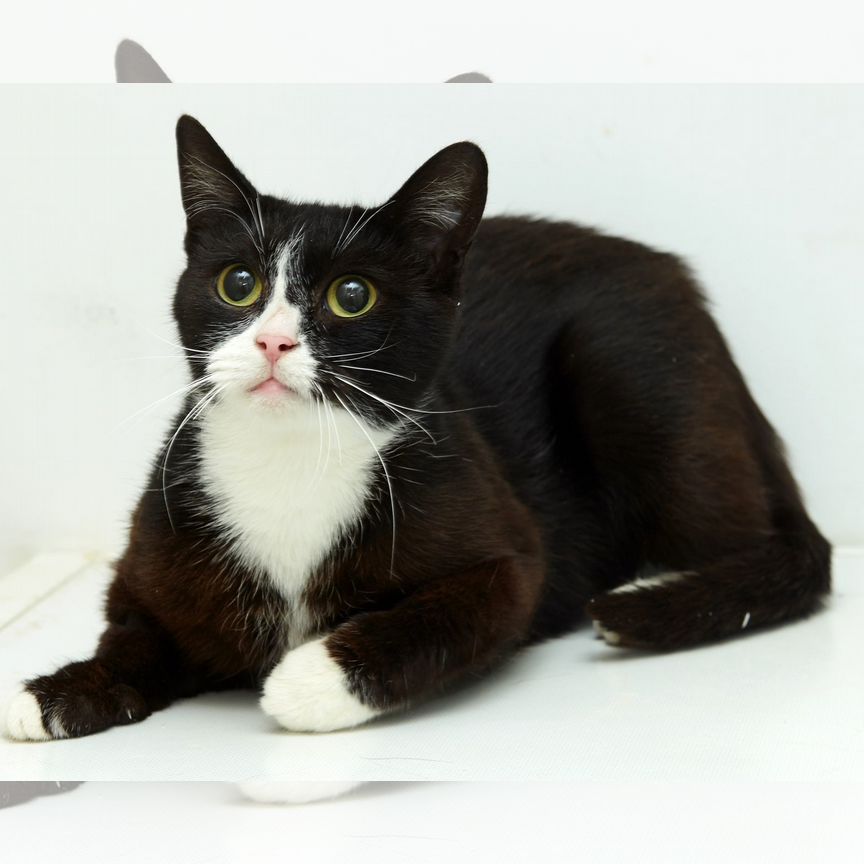 Кошечка Мурочка в добрые руки