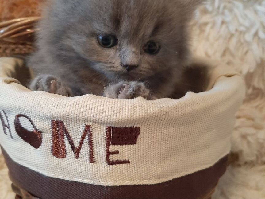 Британские котята