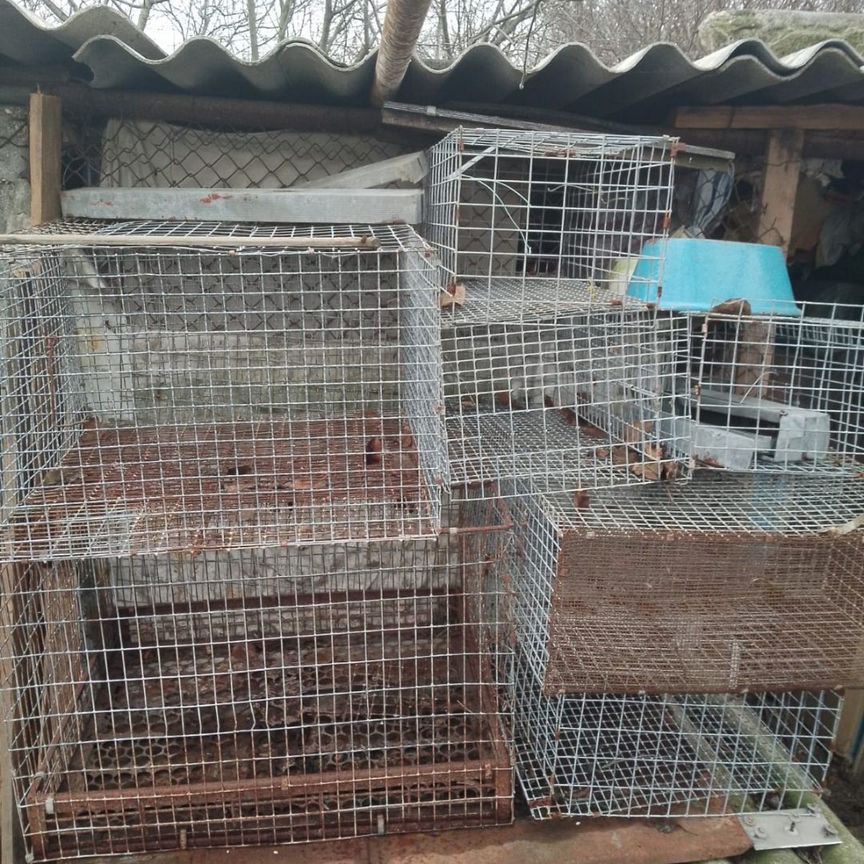 Клетка для перепелов