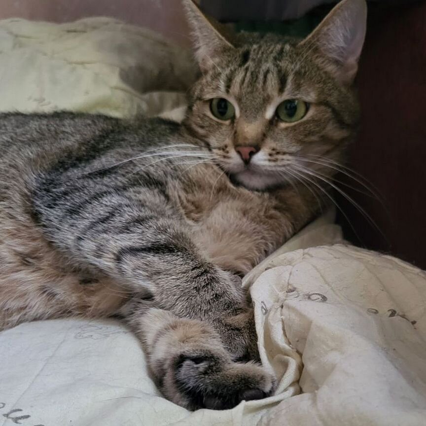 Кошечка Луся