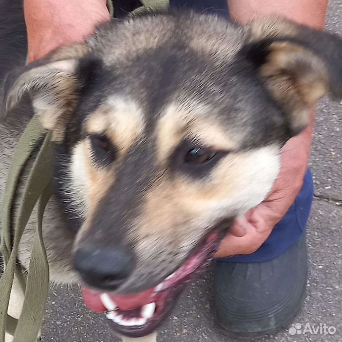 Потерялась собака в Красносельском районе