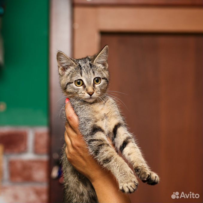 Милейший которебенок (девочка) ищет дом