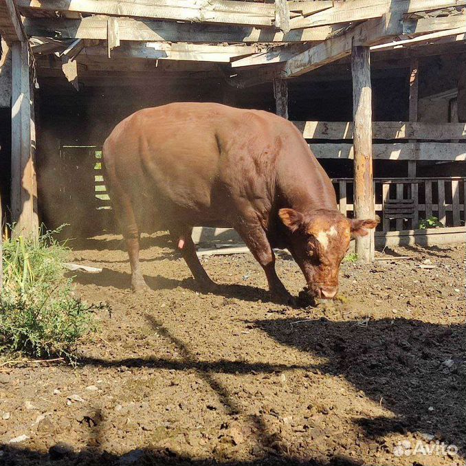 Бык производитель (чистый Лимузин)