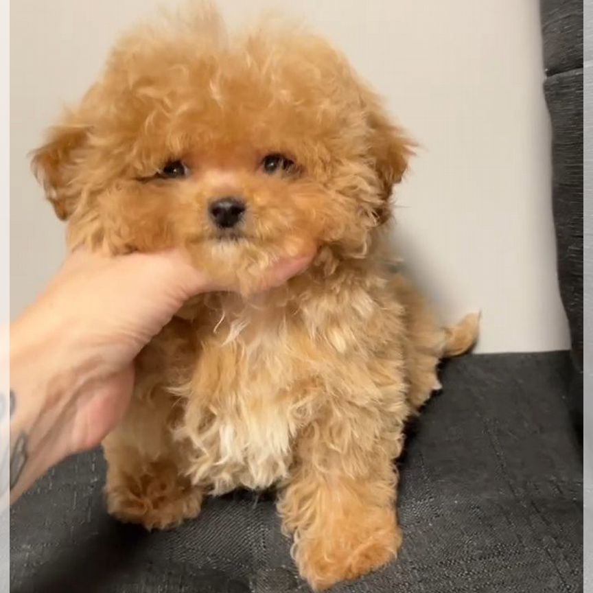 Той-пудель, щенок