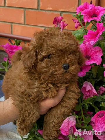 Той-пудель ред браун девочка тикап