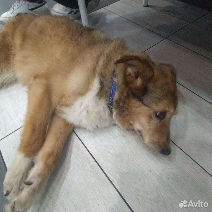 Собака Джуля из приюта