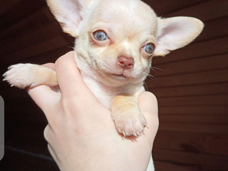 Щенки чихуахуа
