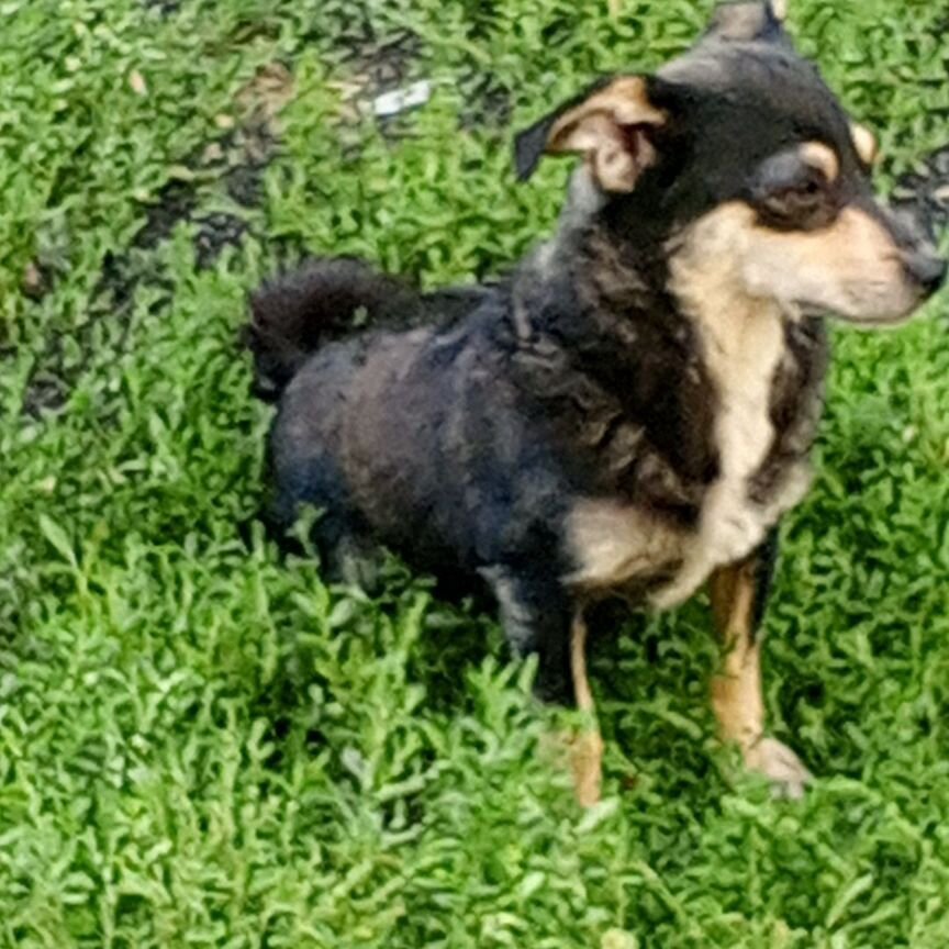 Отдам в добрые руки