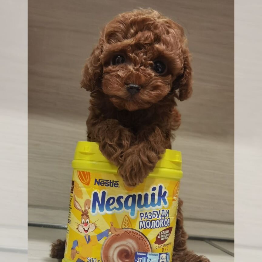 Мальтипу Тедди мальчик