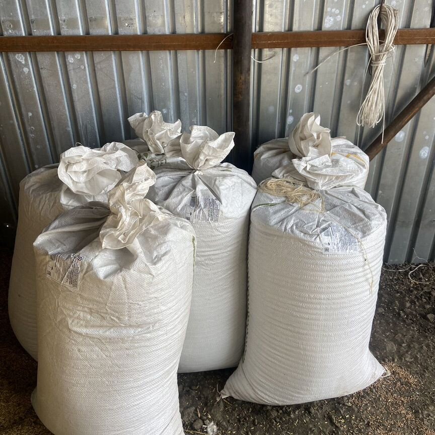 Зерно пшеницы