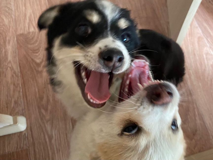 Щенок в добрые руки