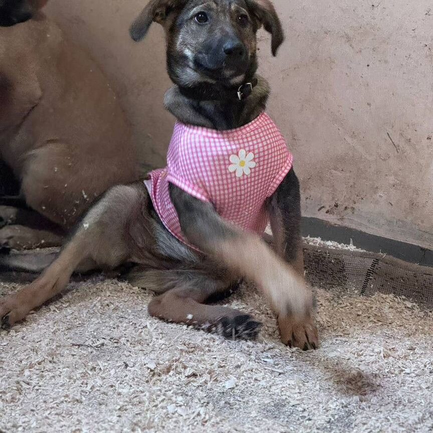 Этому щенку не повезло, ведь он не корги