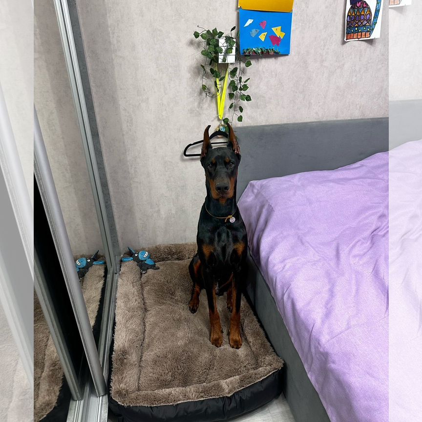 Доберман, взрослая собака