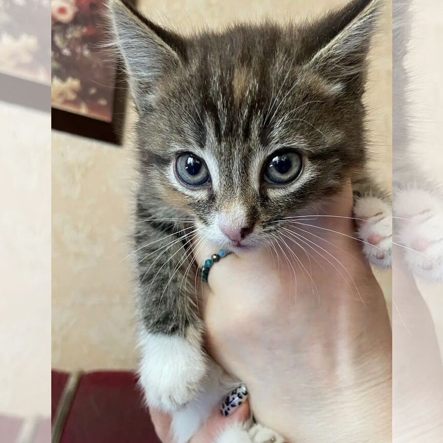 Котёнок в добрые руки