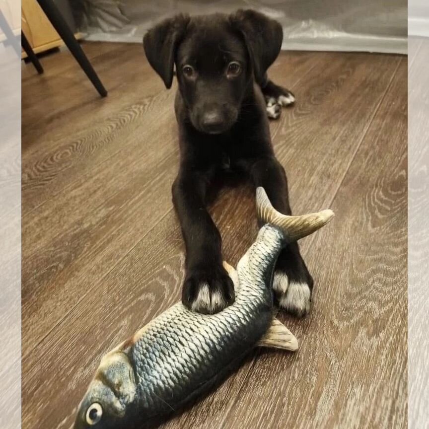 Щенок в добрые руки