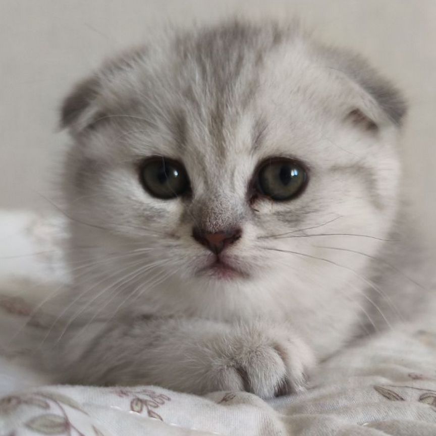 Шотландский вислоухий короткошёрстный котёнок