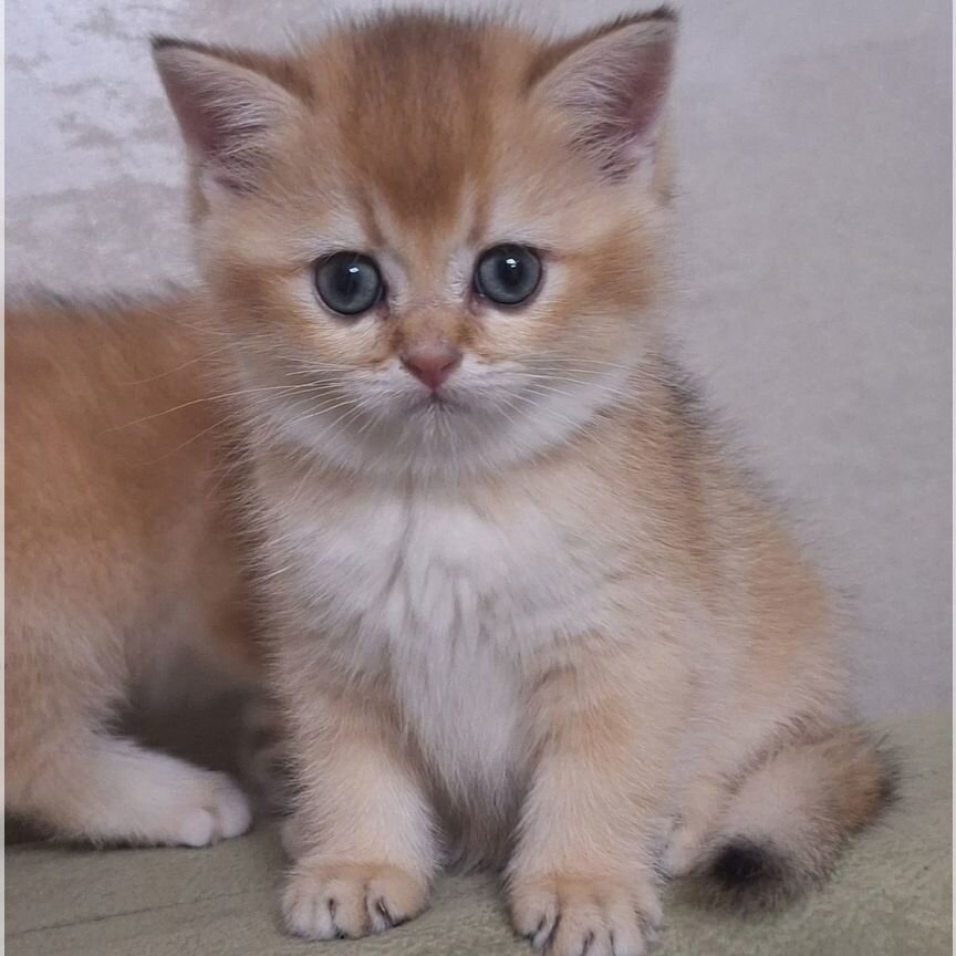 Британцы окрас ny 11/12 золотая шиншилла с док-ами