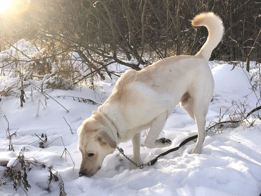 Собака в добрые руки