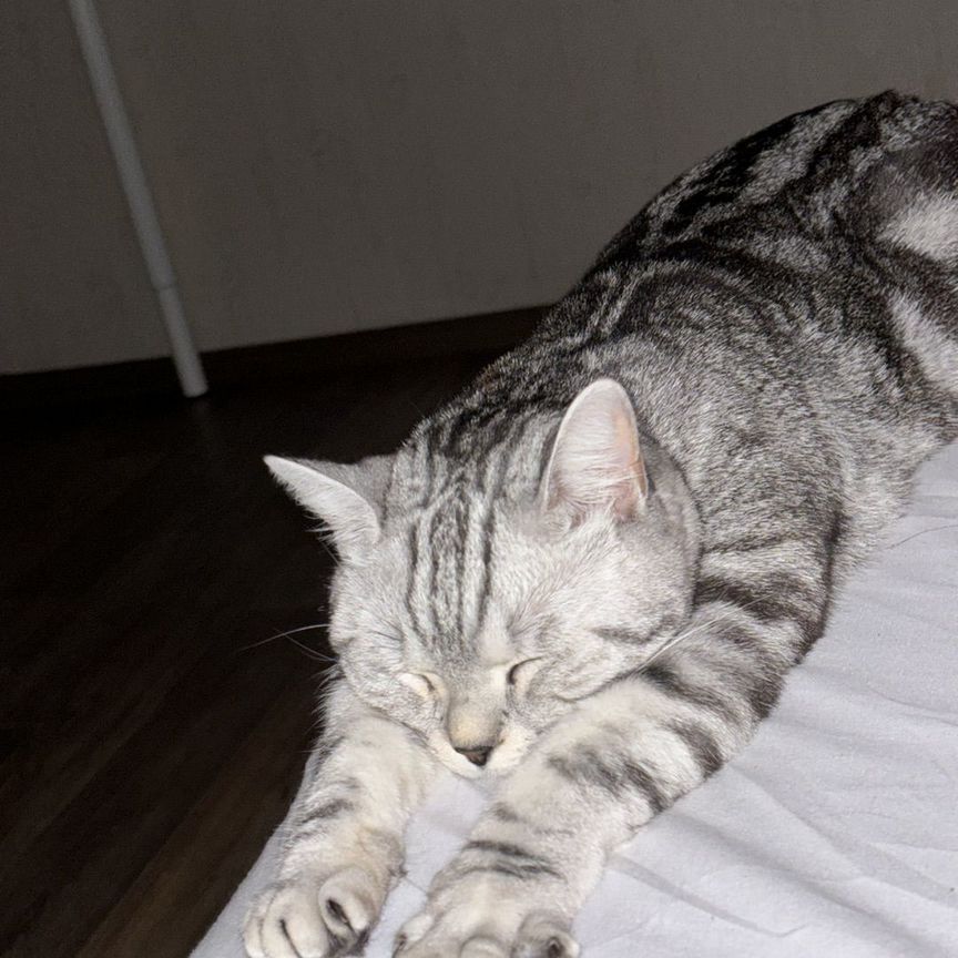 Кошечка на вязку