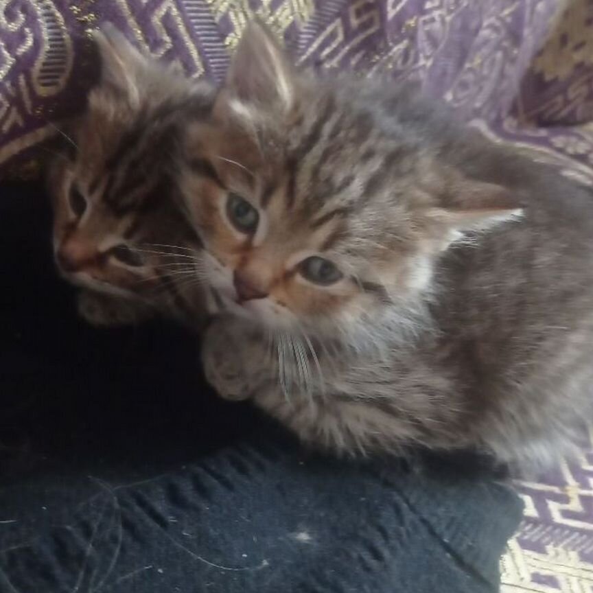Отдам котенка в добрые ласковые рука