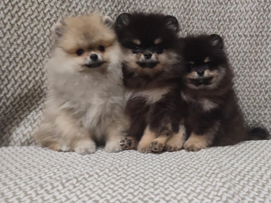 Померанский шпиц, мини мишки-мальчишки