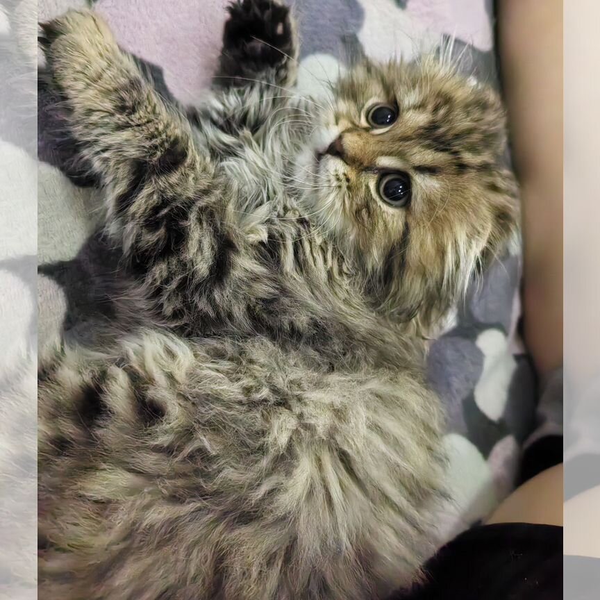Продам котенка