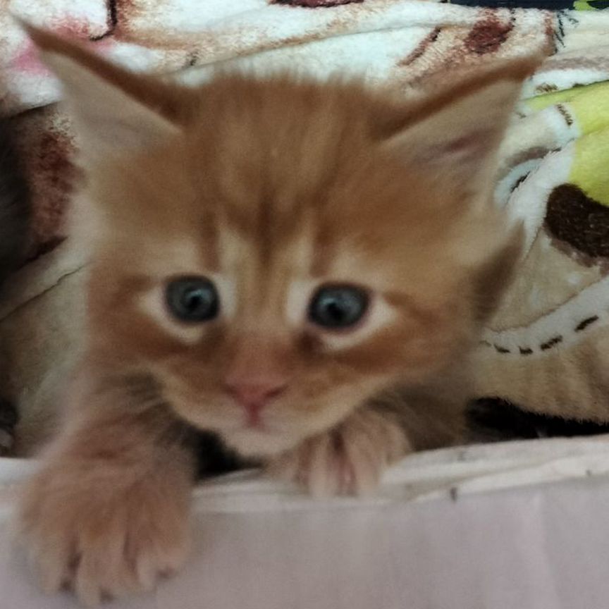 Котята мэйн кун коты