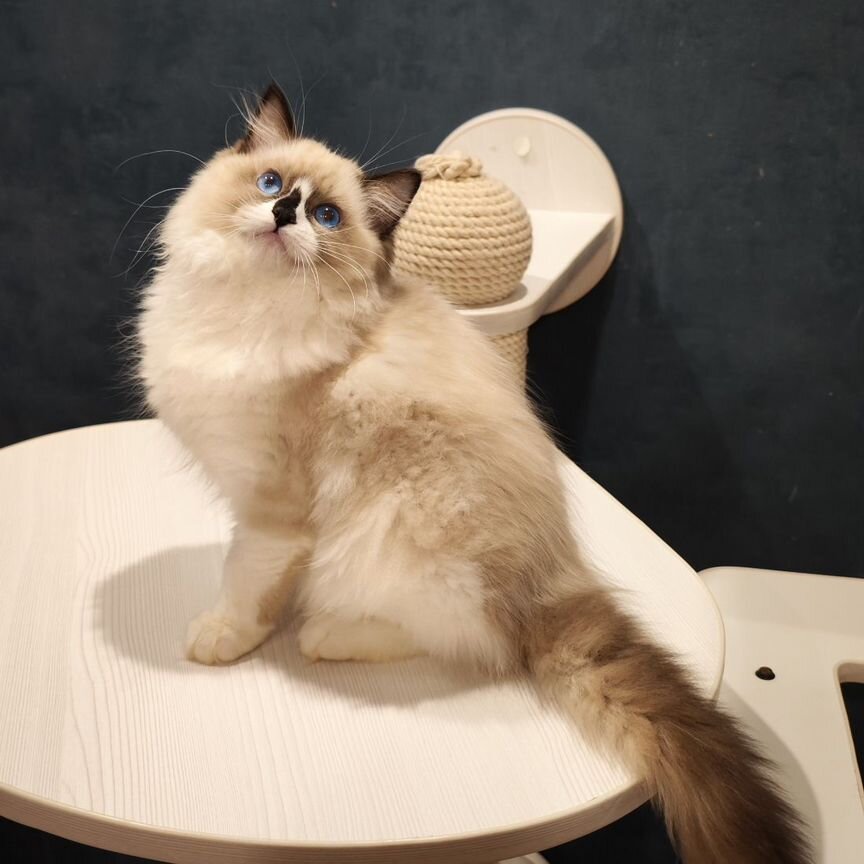 Аватар, Ласкуша рэгдолл