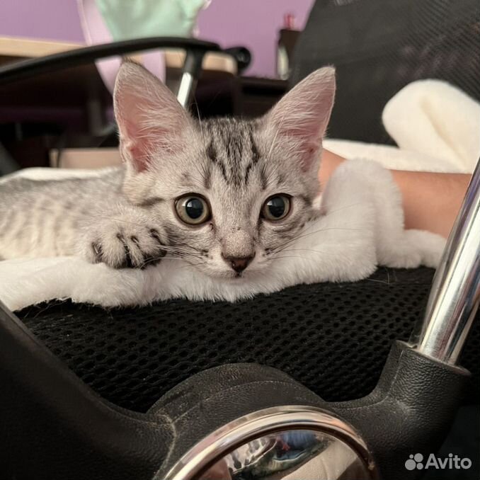 Котик ищет домик