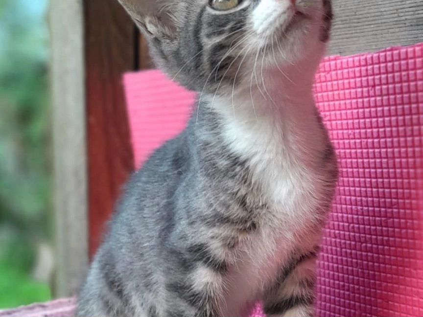 Котенок 3 месяца, ласковый, ручной ищет дом