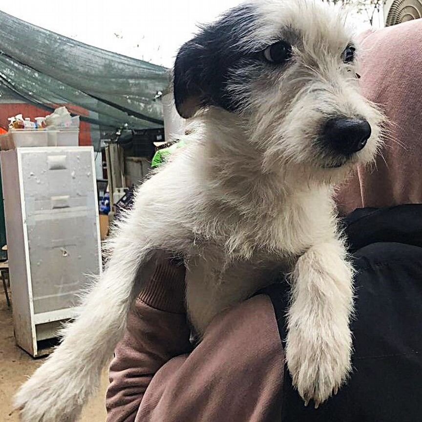 Маленькая собачка 35 см ищет дом