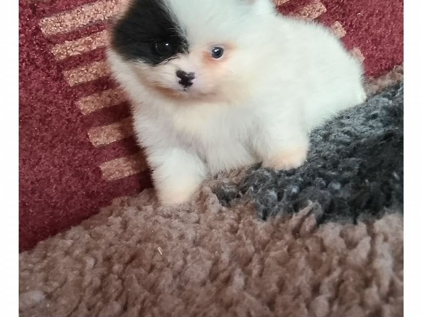 Миниатюрный шпицуля мальчик