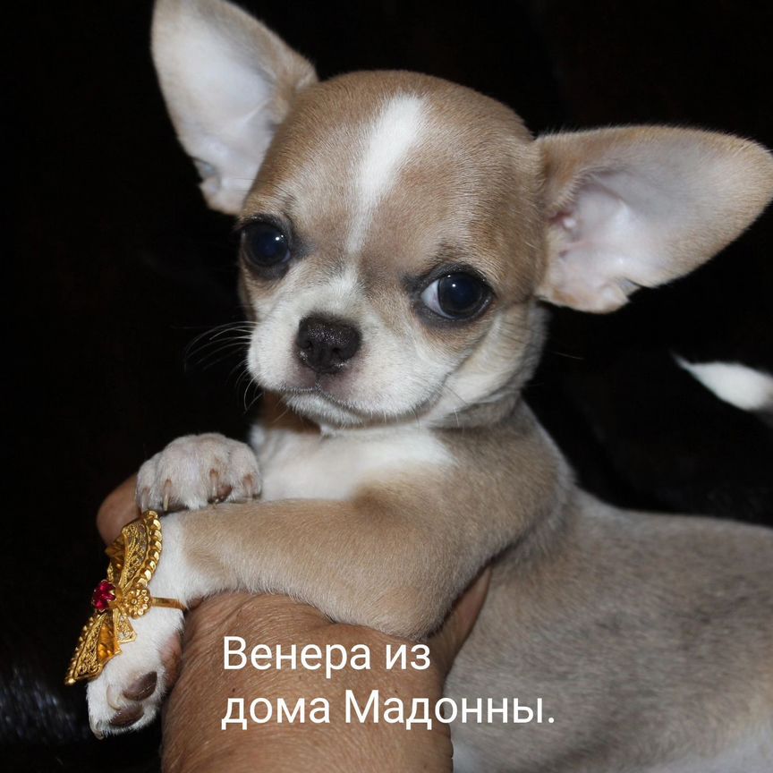 Щенки чихуахуа царица)