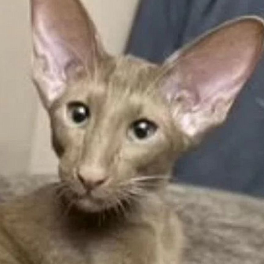 Ориентальный котёнок