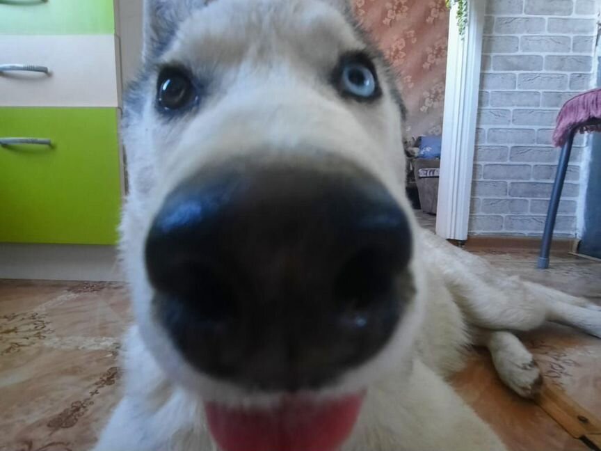 Хаски бесплатно