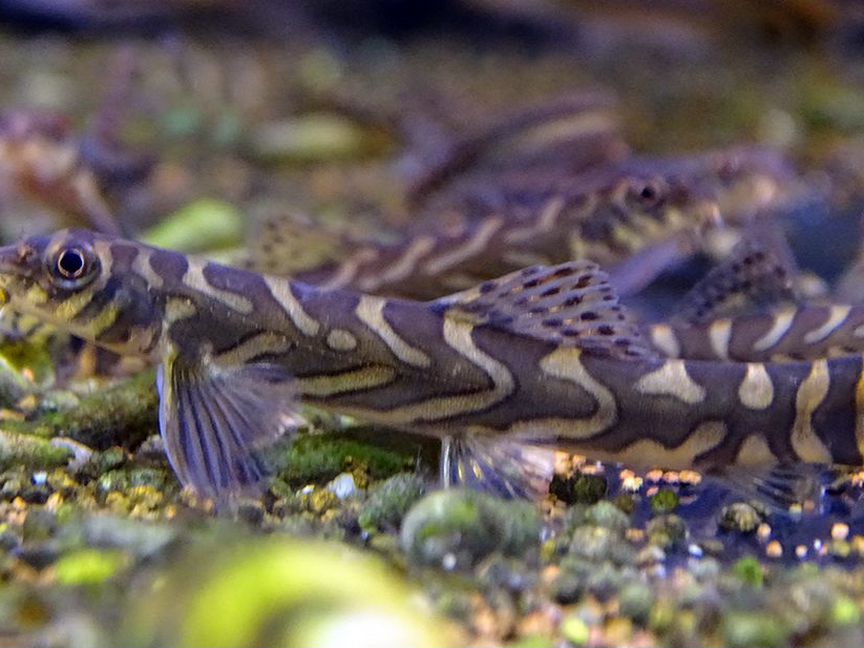 Вьюн Зодиак (Noemacheilus triangularis)