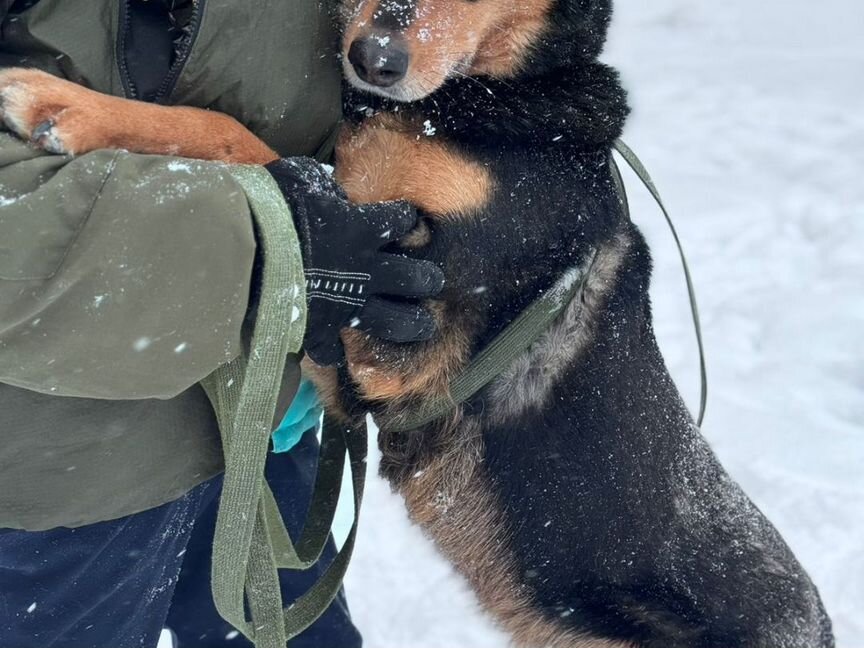 Чарли симпатичный пёс из приюта ищет свою семью