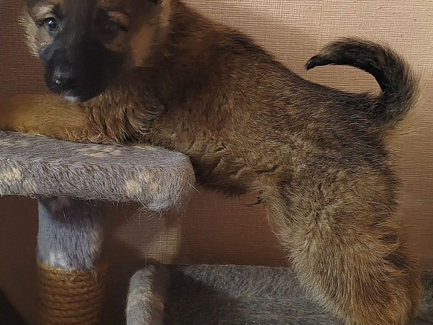 Щенок-мальчик, 1.5-2 мес