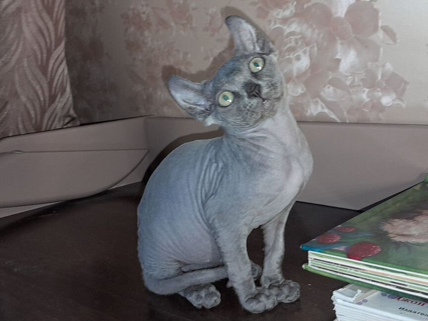 Эльф и страйт котята
