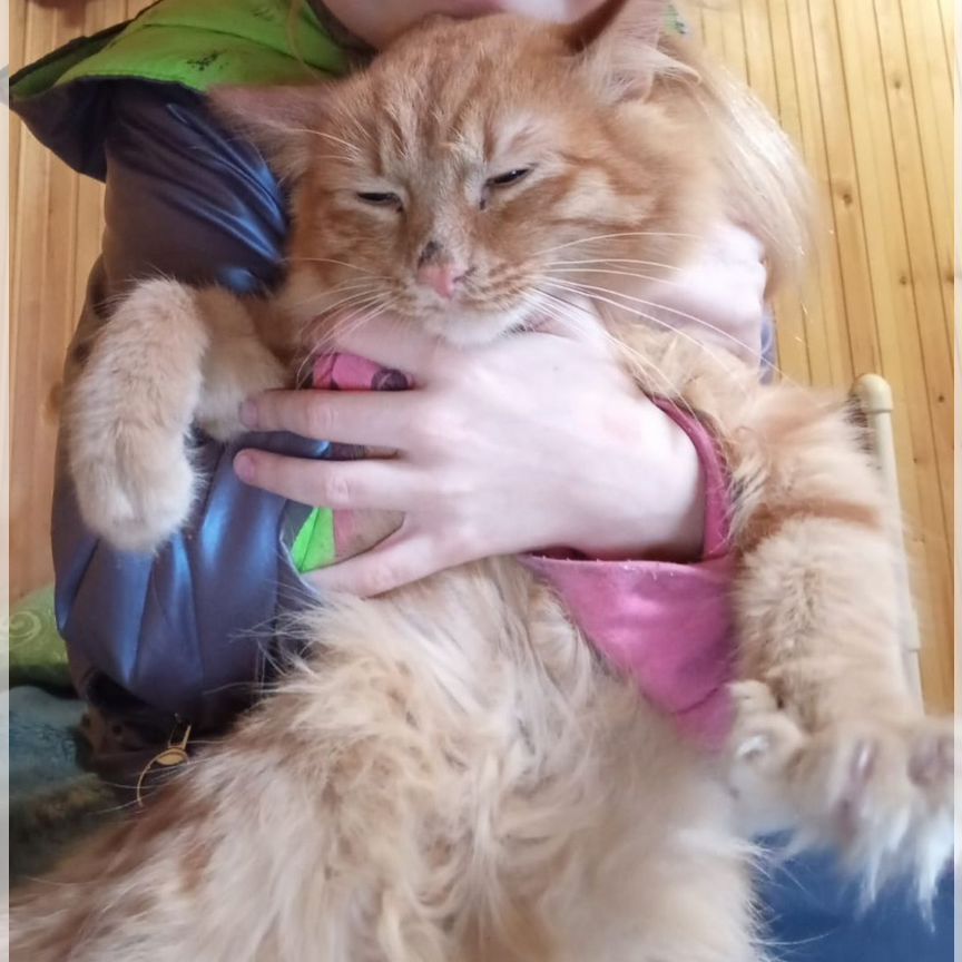 Сибирский котёнок