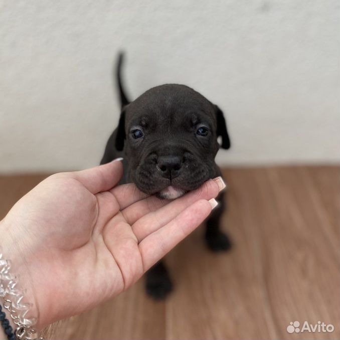 American bully