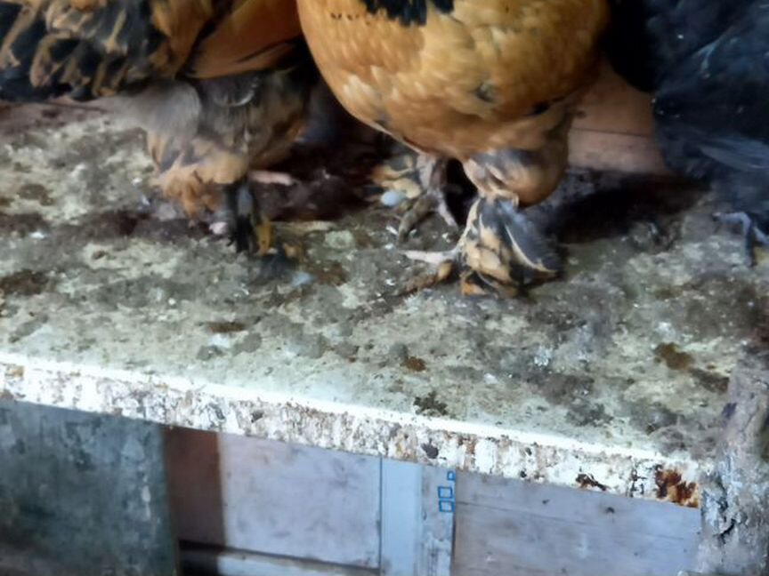 Курочки молодки брама