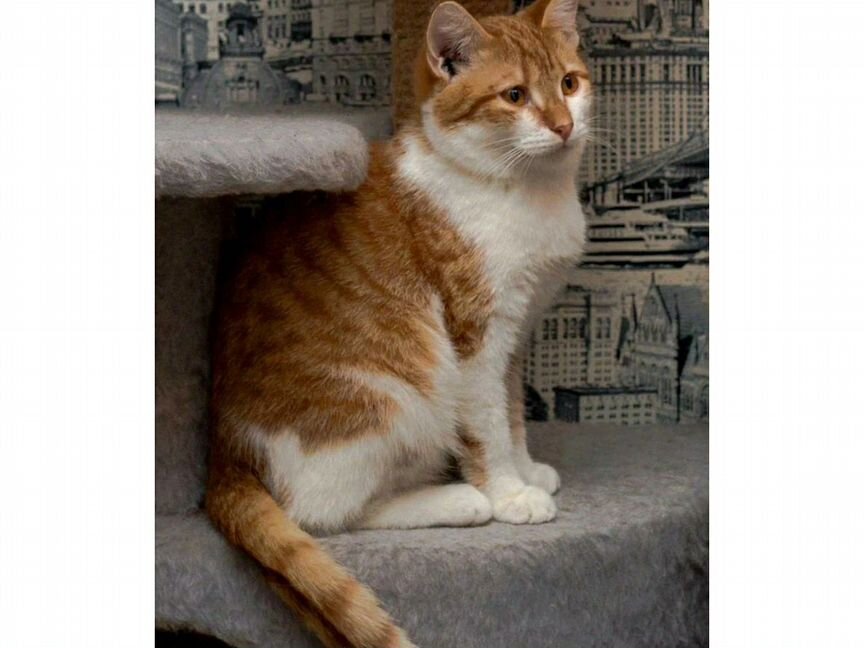 Котенок девочка 7 месяцев