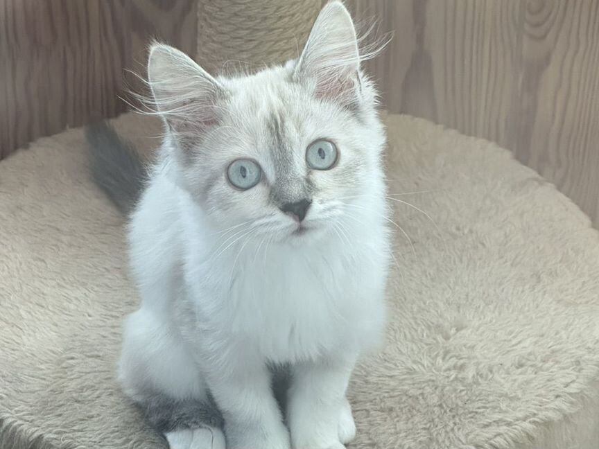 Помесь сеамки и британца