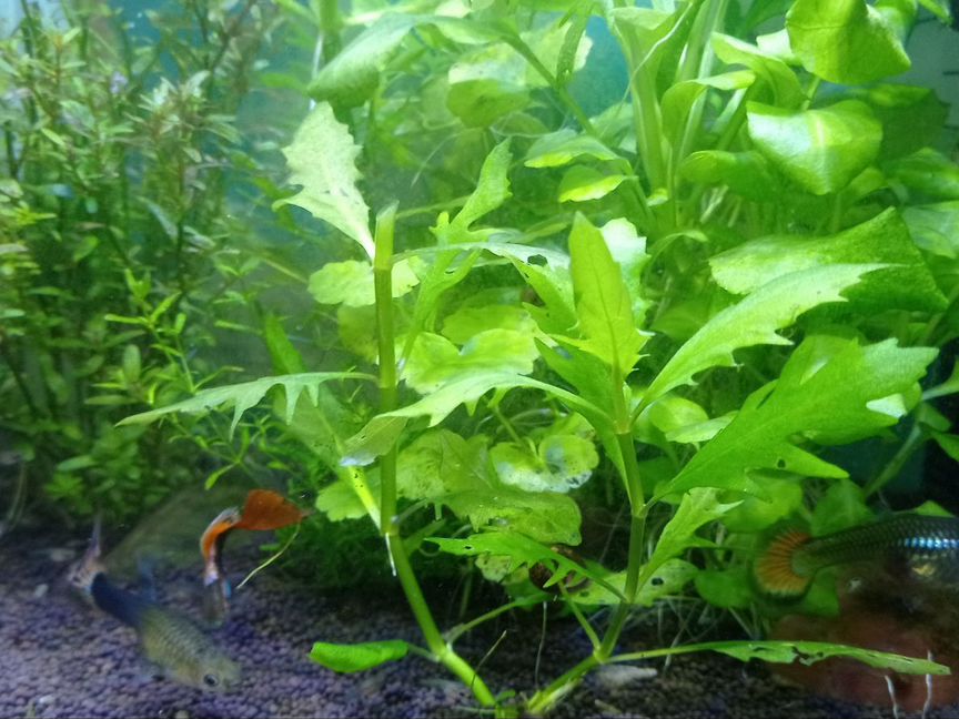 Мальки Гуппи